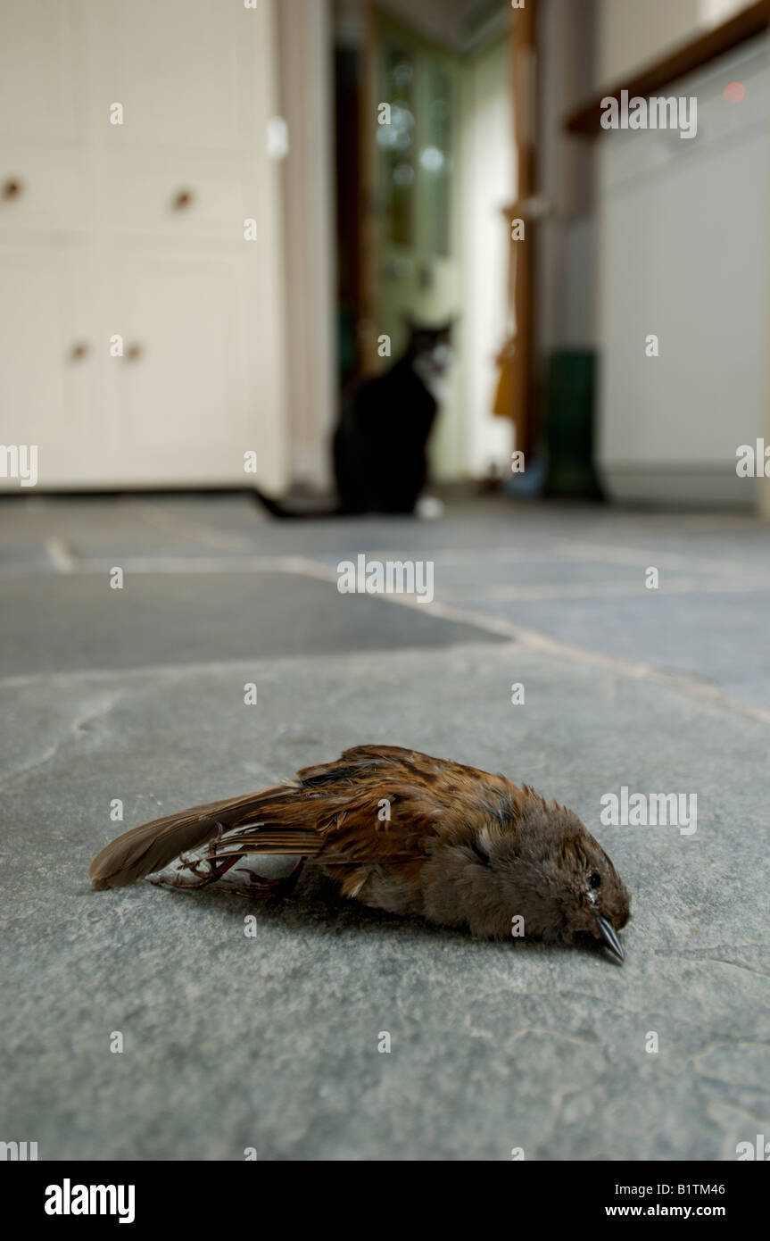 Dead dunnock predator hi-res stock photography and images - Alamy
