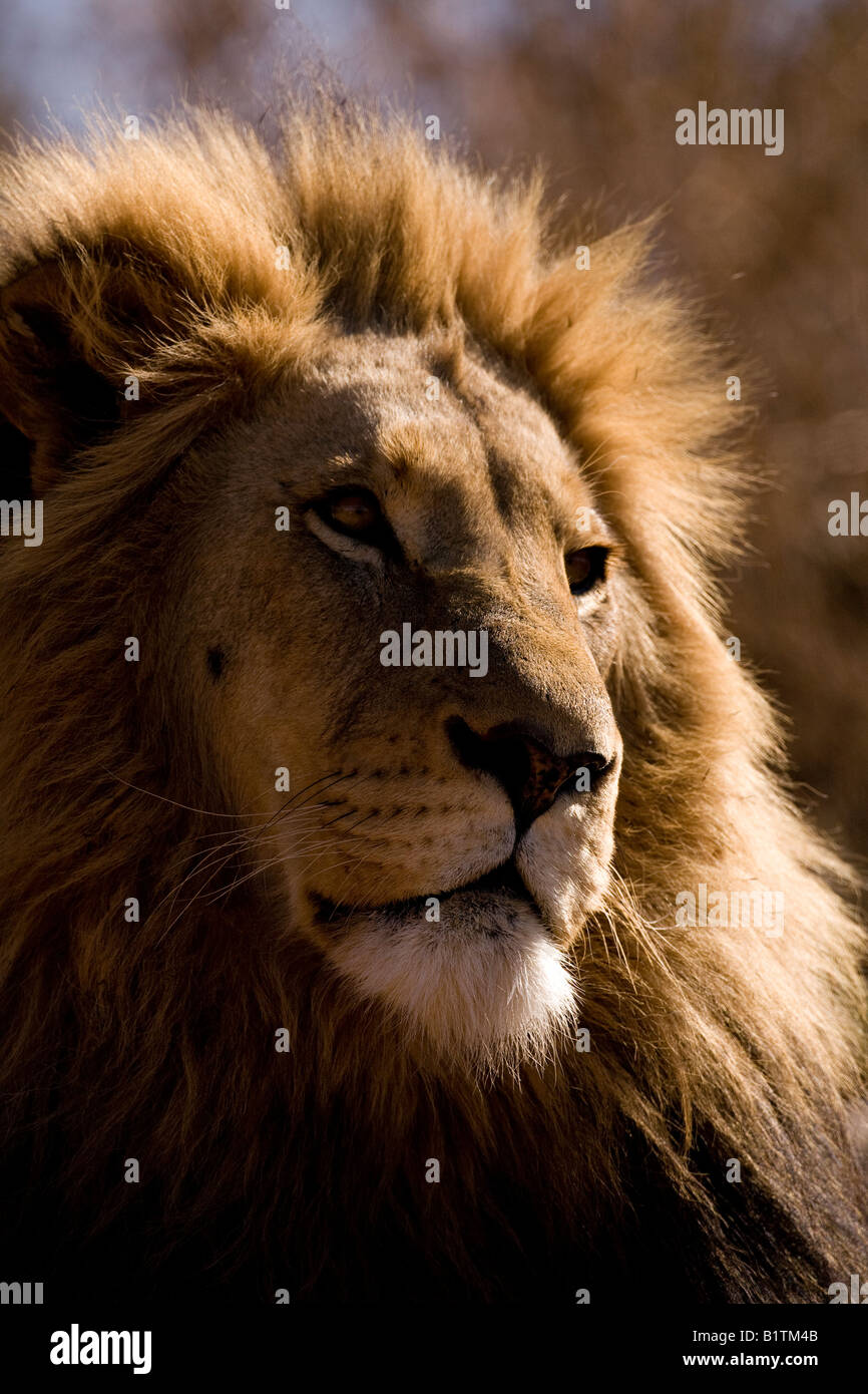 Male lion headshot Stock Photo - Alamy