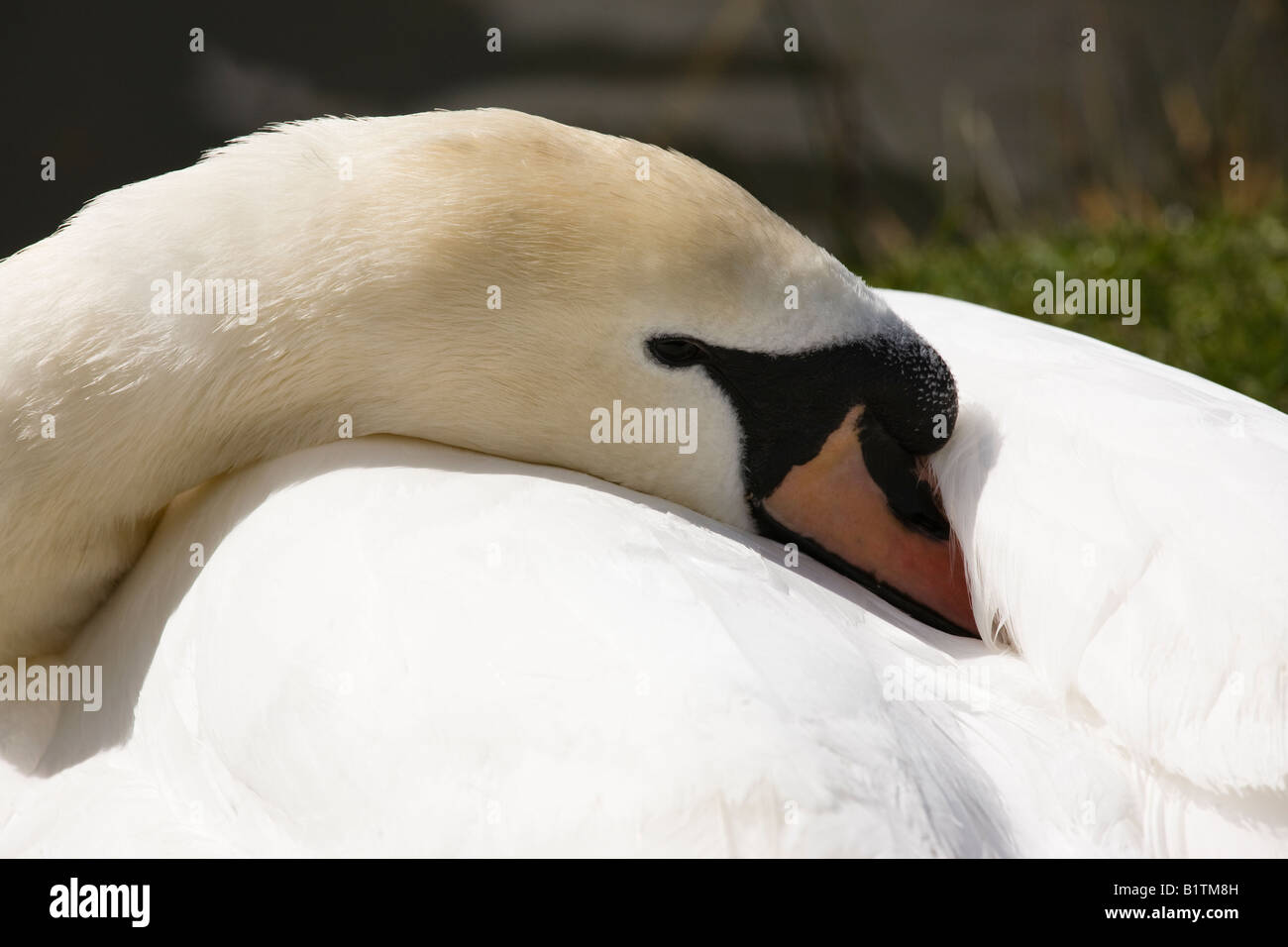 Mute swan cygnus olor sleeping rest resting hi-res stock photography ...