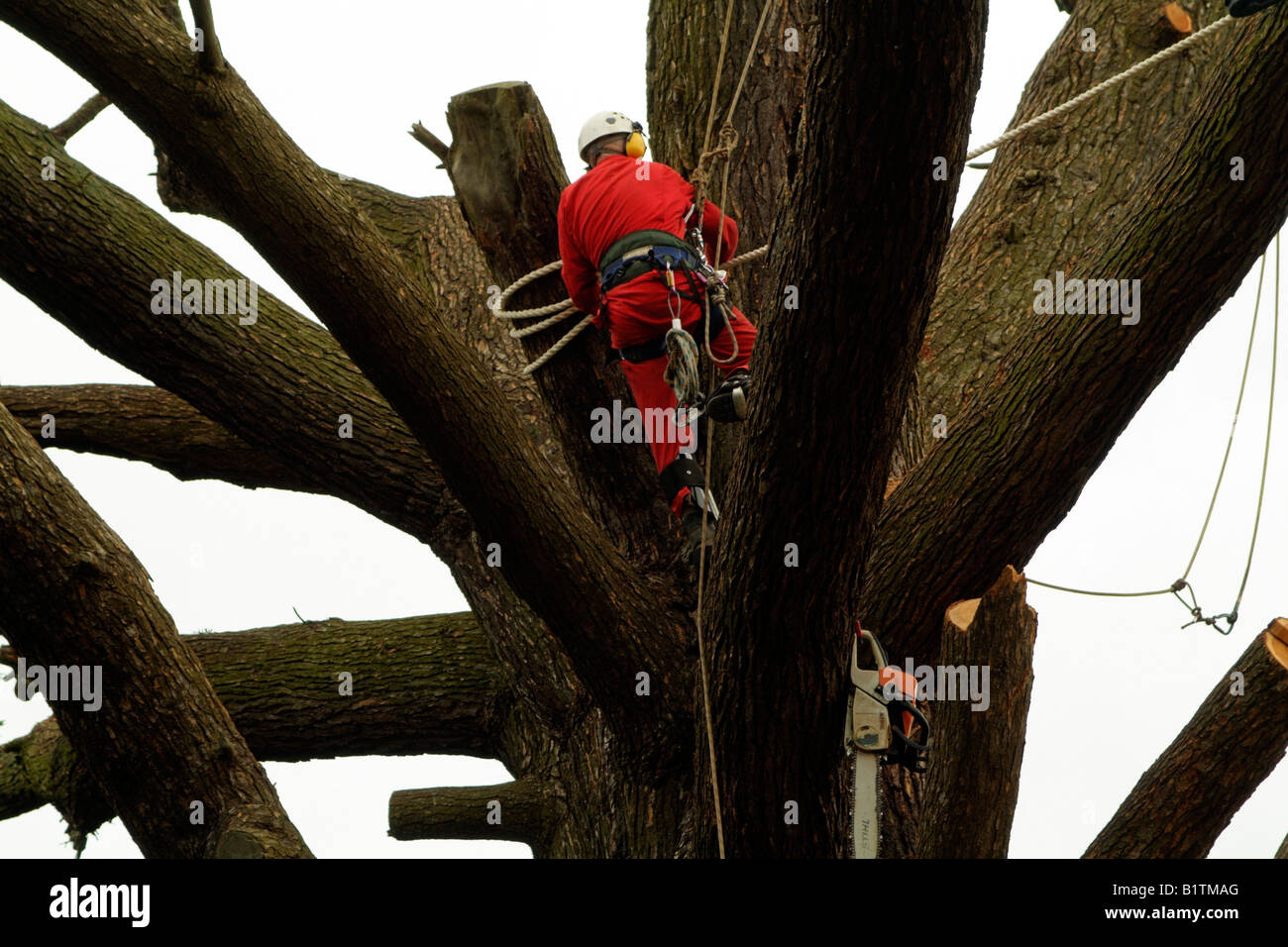 Tree surgeon climbing between branches wearing full safety equipment ...