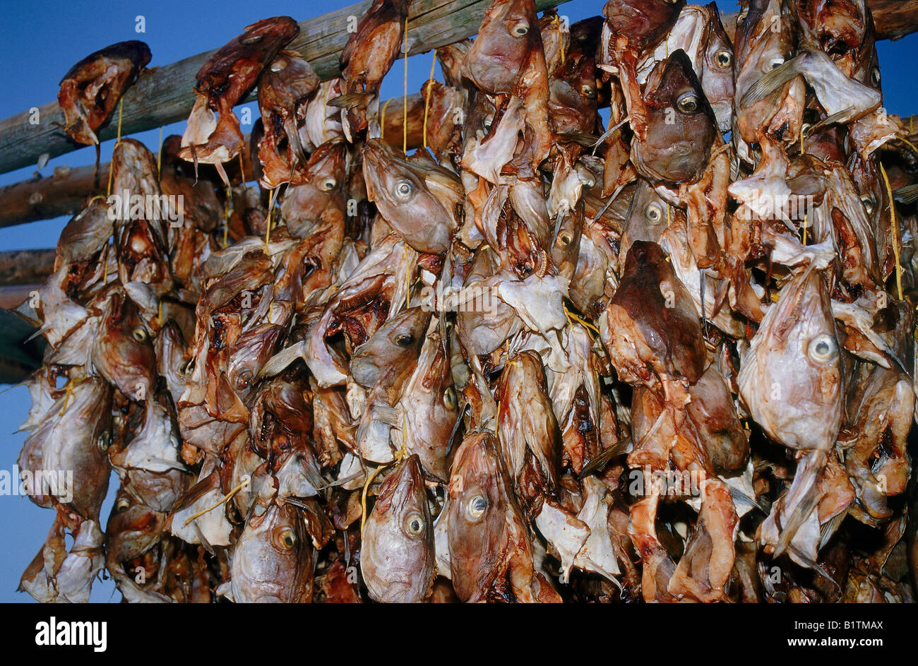 Drying Fish heads, Iceland Stock Photo - Alamy