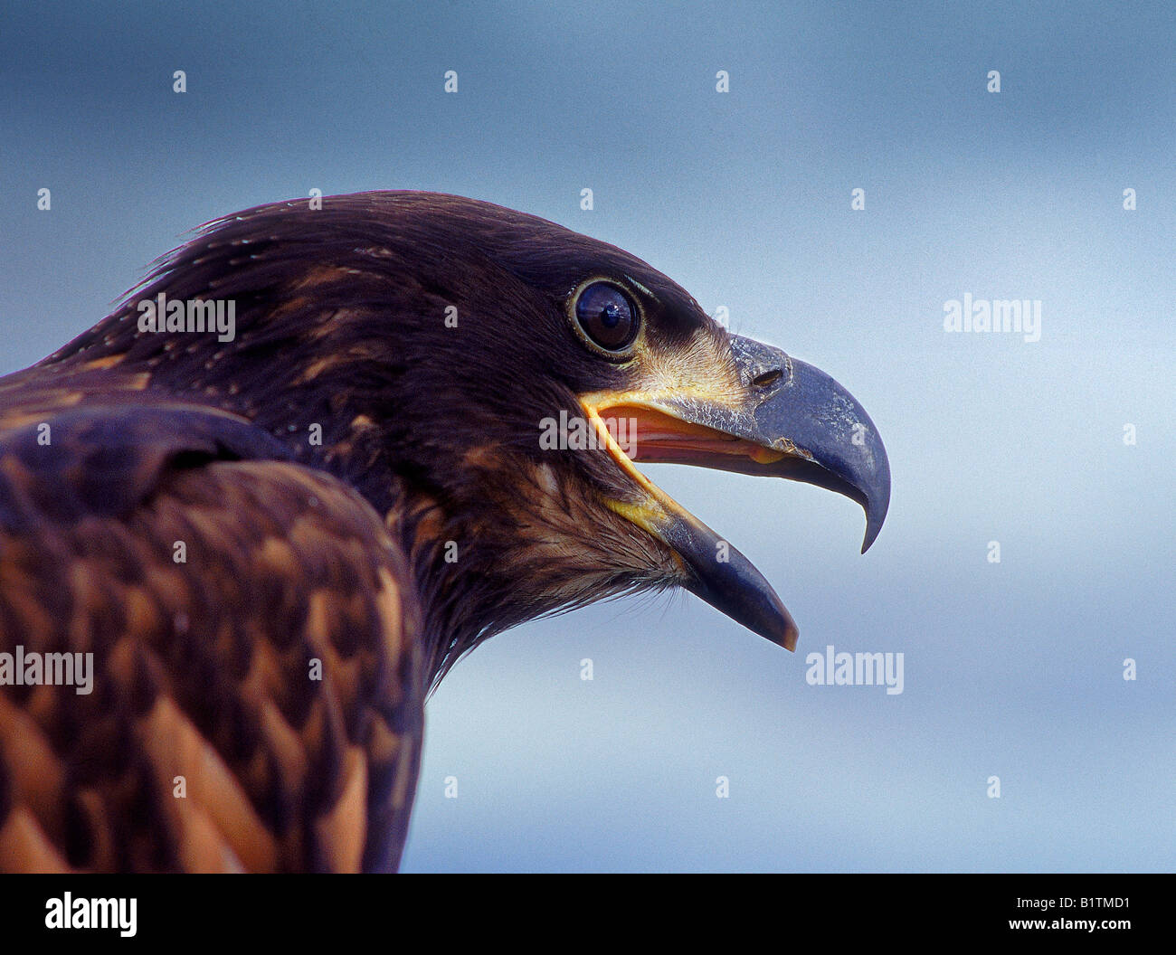 Pure white eagle hi-res stock photography and images - Alamy