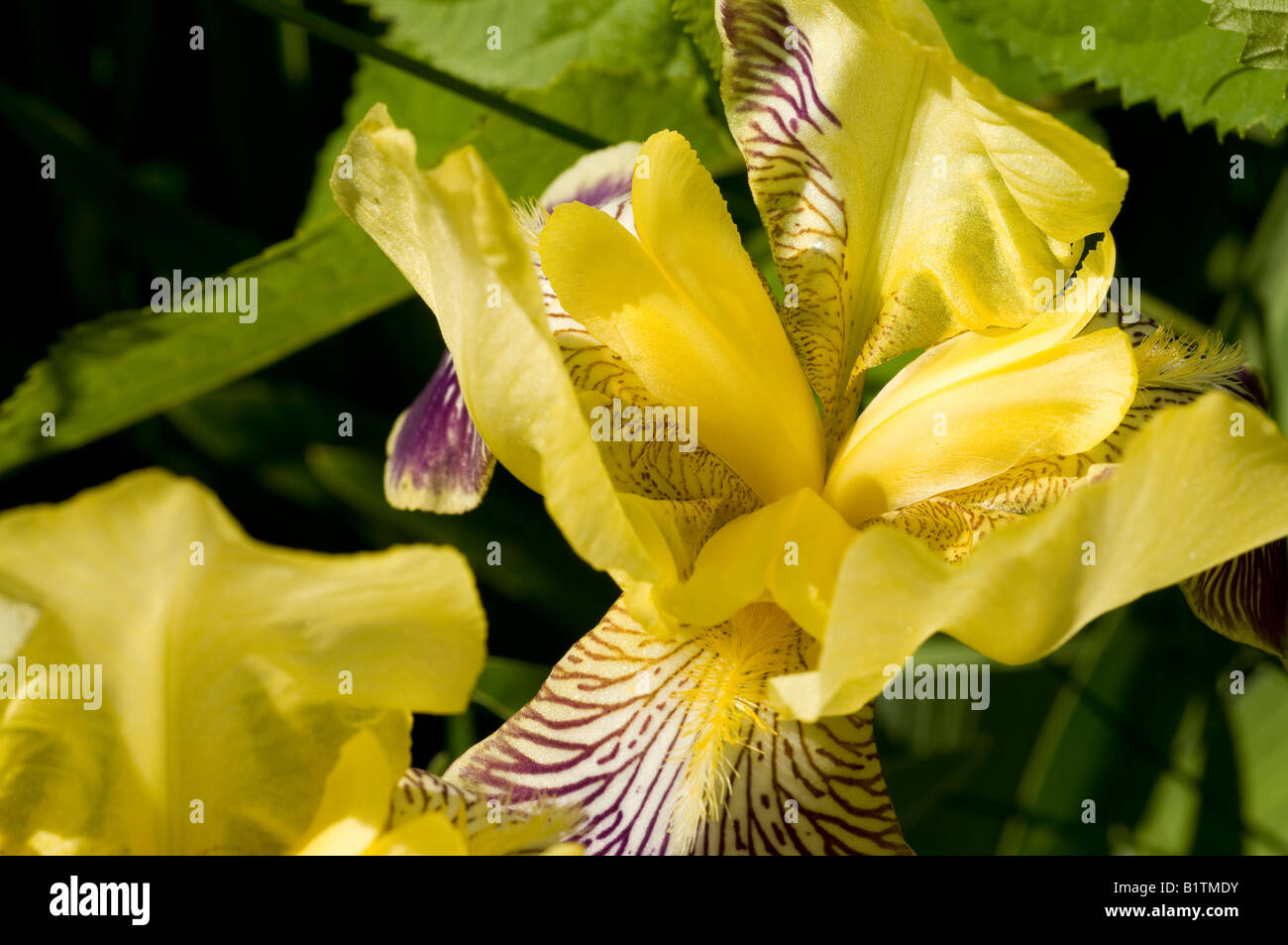 Macro picture of Iris versicolor flower Stock Photo - Alamy