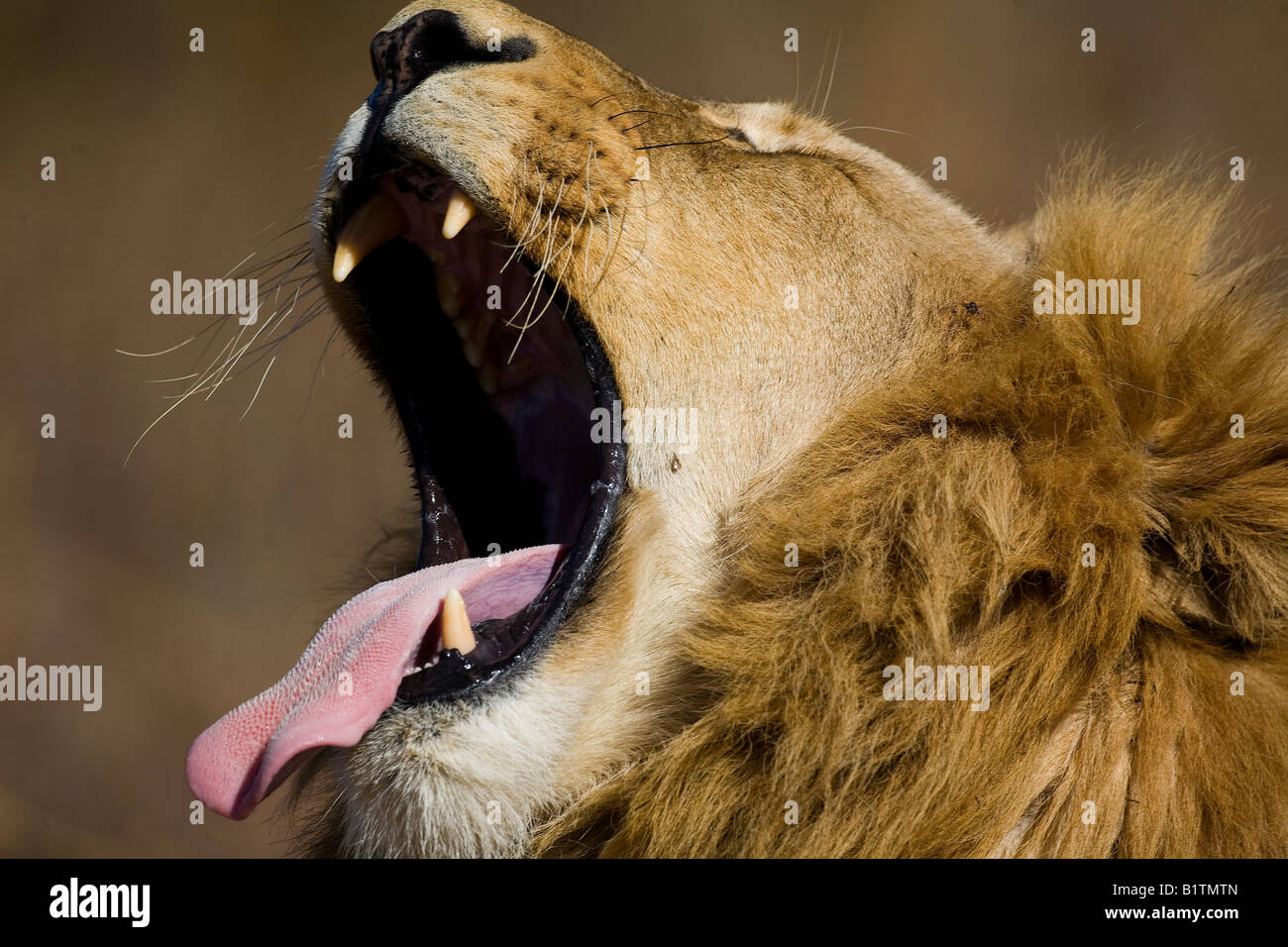 Male lion yawning closeup headshot Stock Photo - Alamy