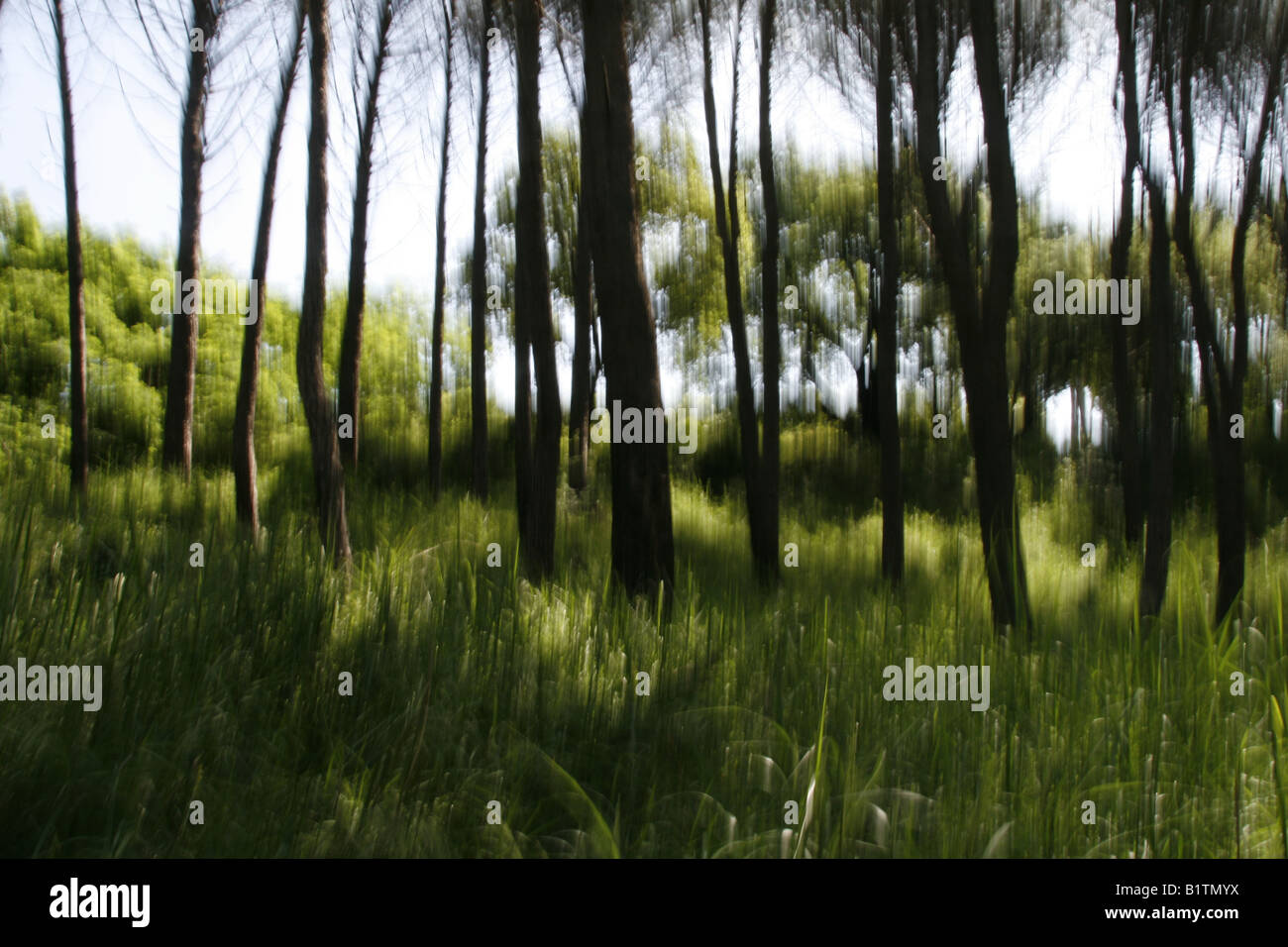 abstract pine forest trees in morning sun Stock Photo - Alamy