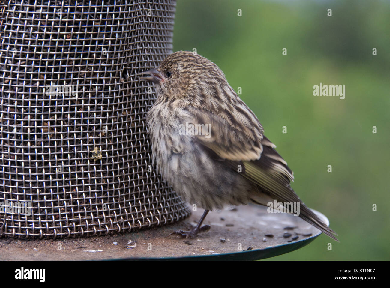 Finch feeding at bird feeder Stock Photo - Alamy