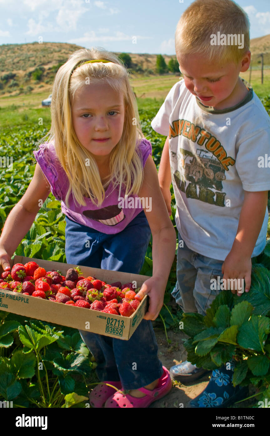 Brother sister picking strawberries hi-res stock photography and images ...