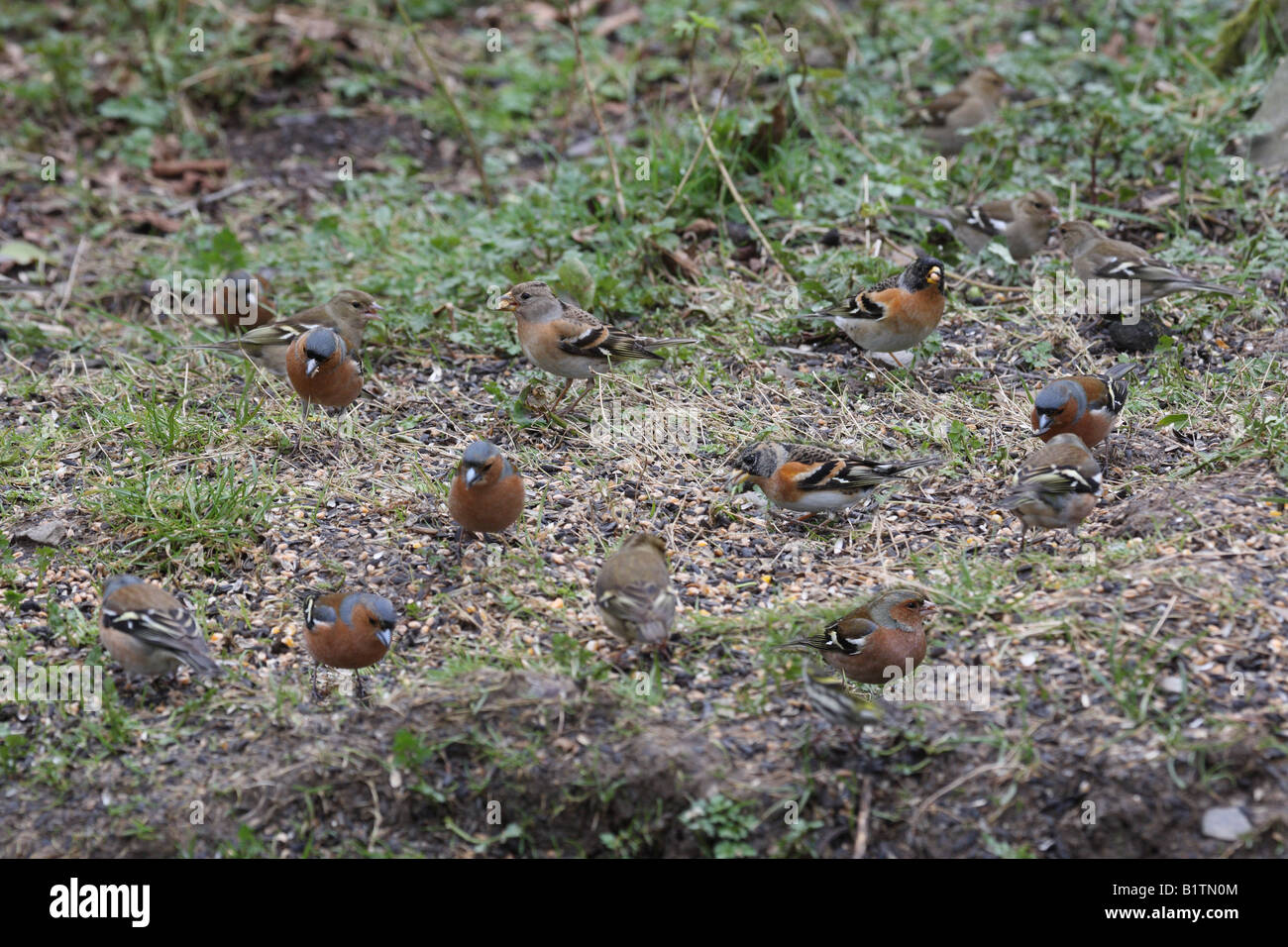 FINCHES FEEDING ON GROUND IN WINTER Stock Photo - Alamy
