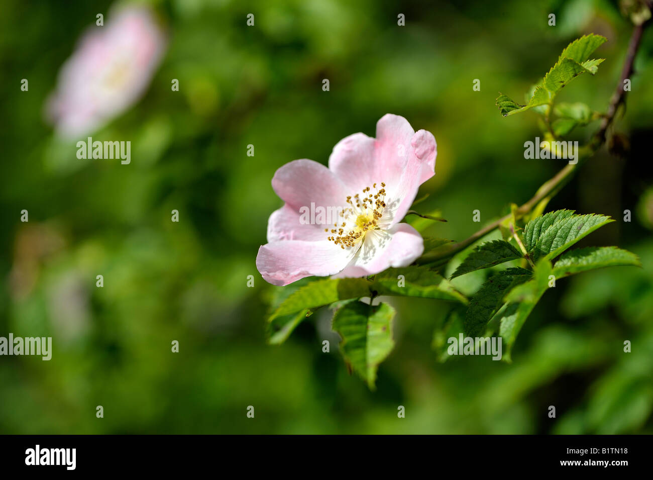 Dog wild Rose Rosa canina native shrub Stock Photo - Alamy