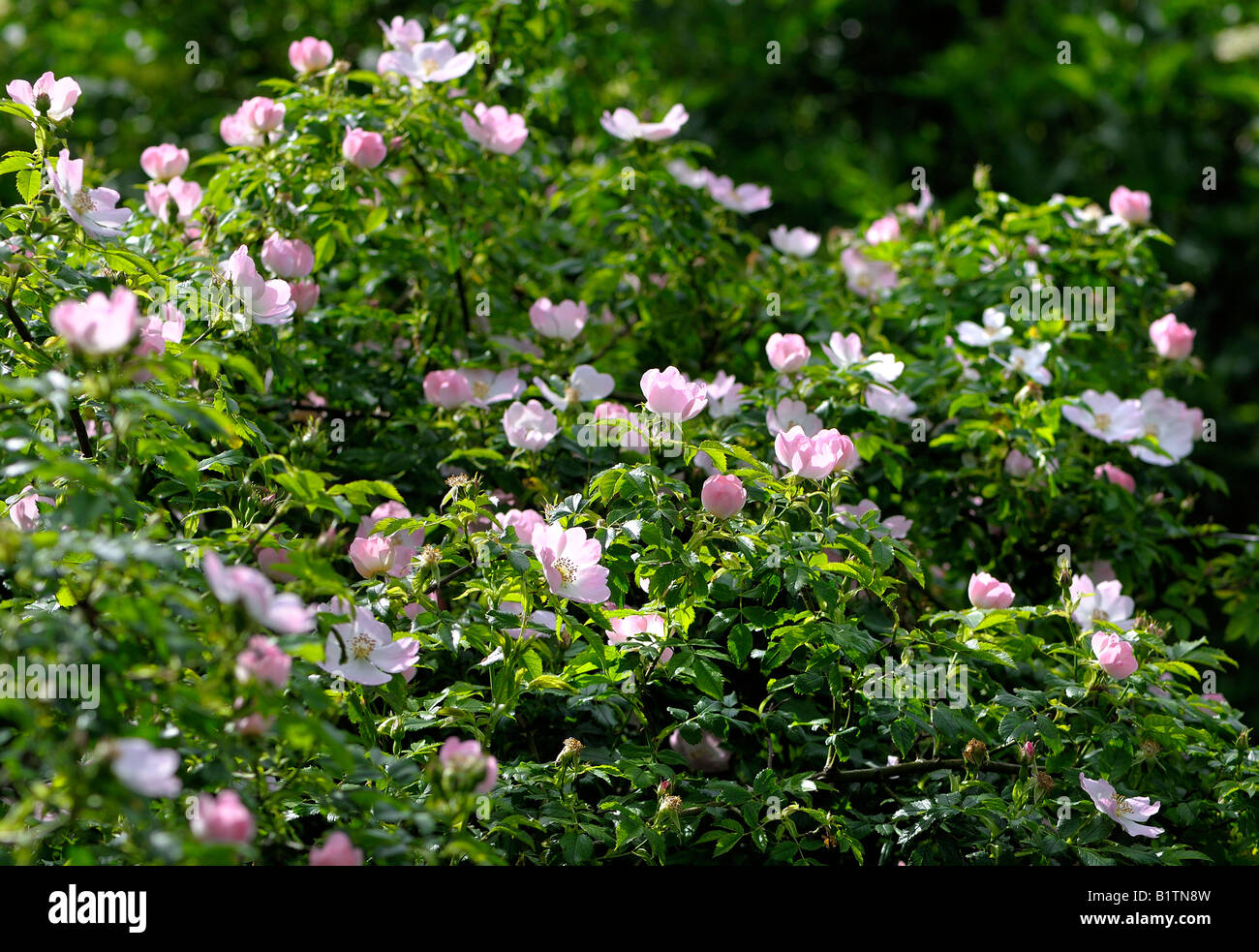Rose thicket hi-res stock photography and images - Alamy