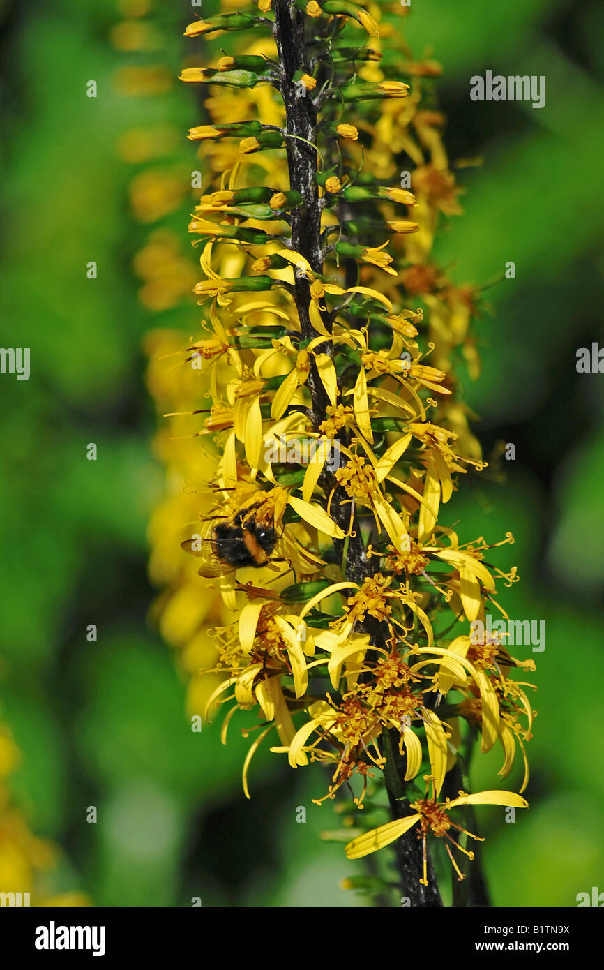 Ligularia 'The Rocket' Stock Photo - Alamy