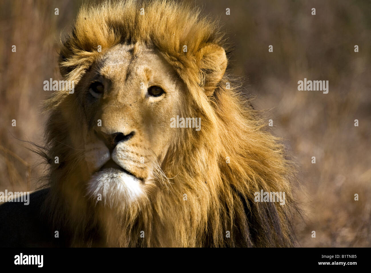 Male lion headshot Stock Photo - Alamy