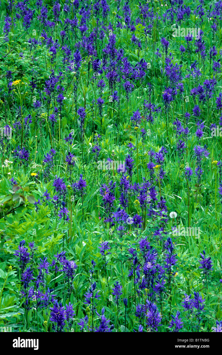 A field of Blue camas wild flowers Stock Photo - Alamy