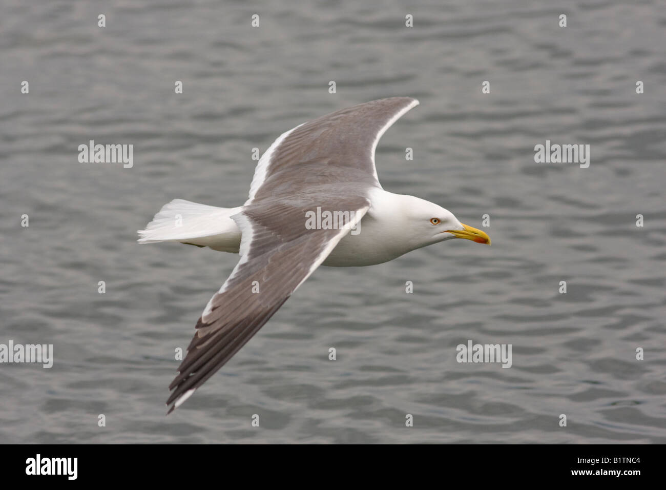 Herring Gull In Flight Stock Photo - Alamy