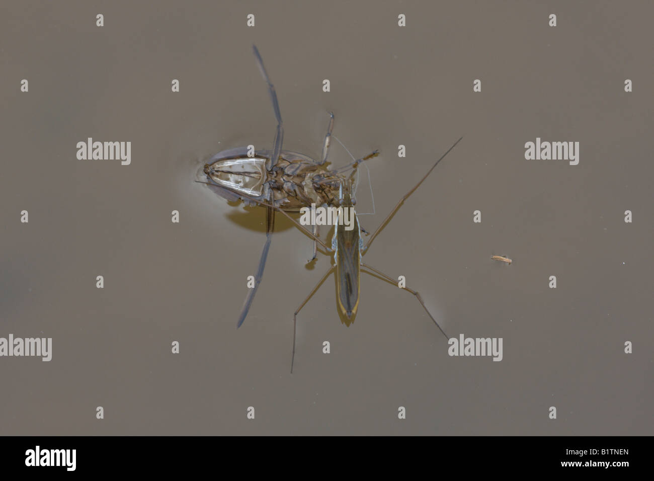 Water boatman bug hi-res stock photography and images - Alamy