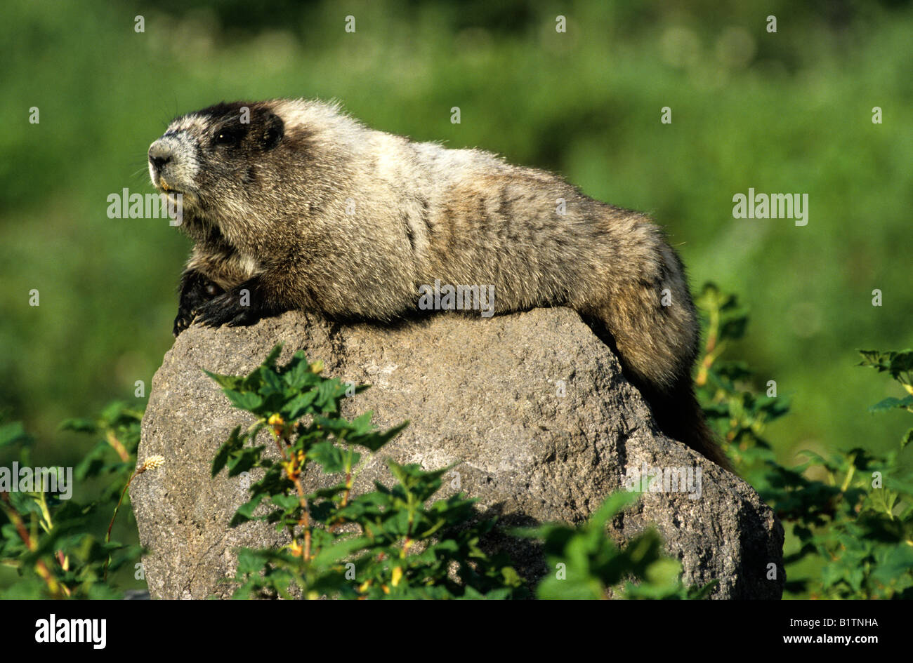 Hoary marmot lying on a large boulder looking out for danger Stock ...