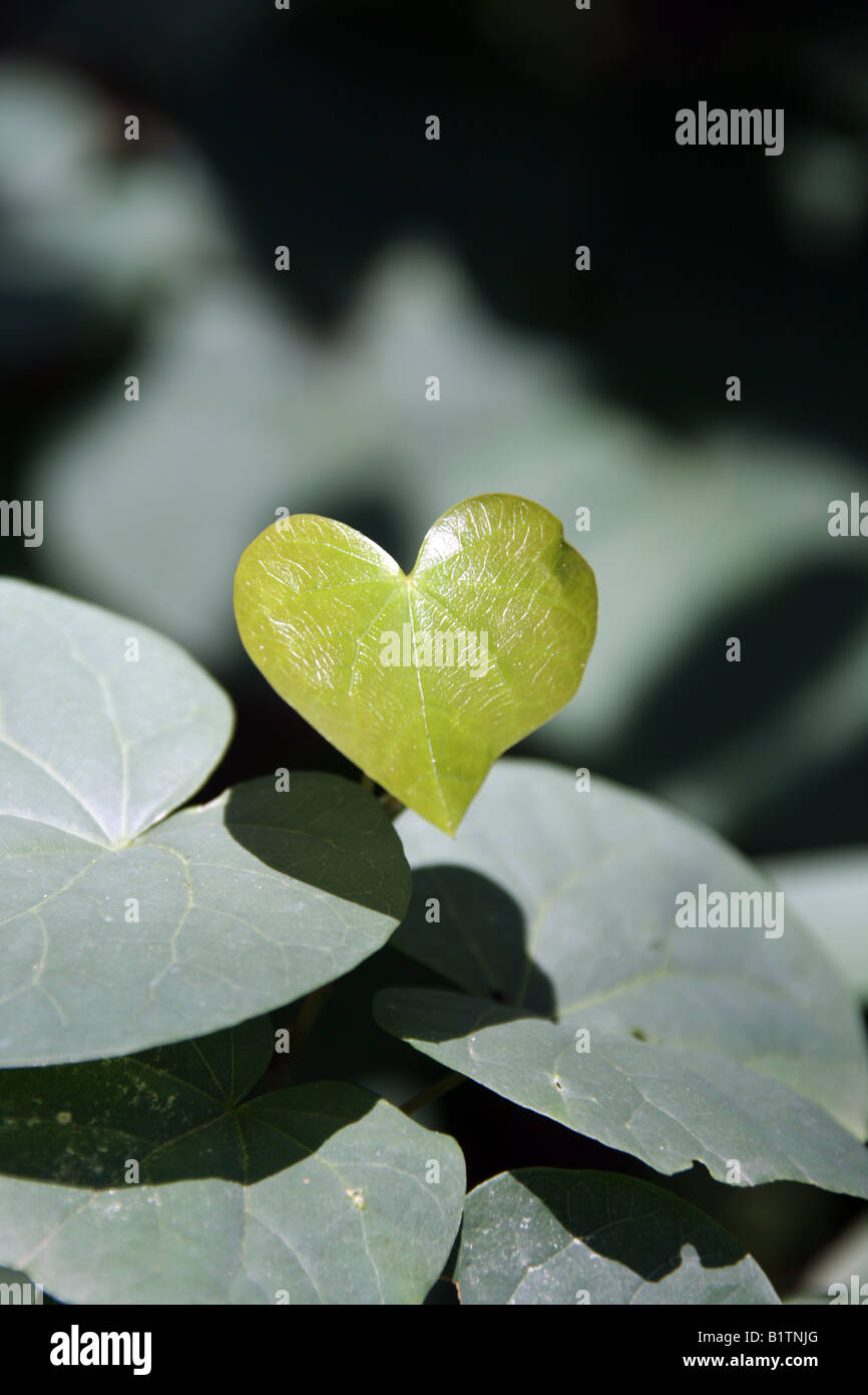 one green heart shape leaf in countryside Stock Photo - Alamy