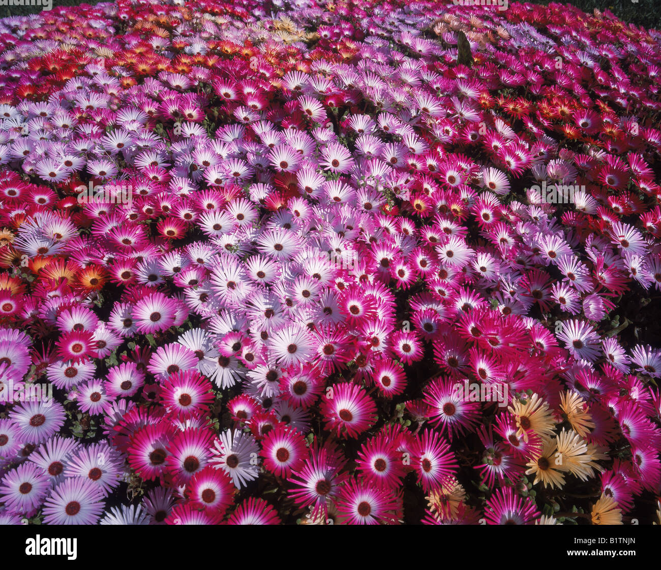 Iceland wildflowers above hi-res stock photography and images - Alamy