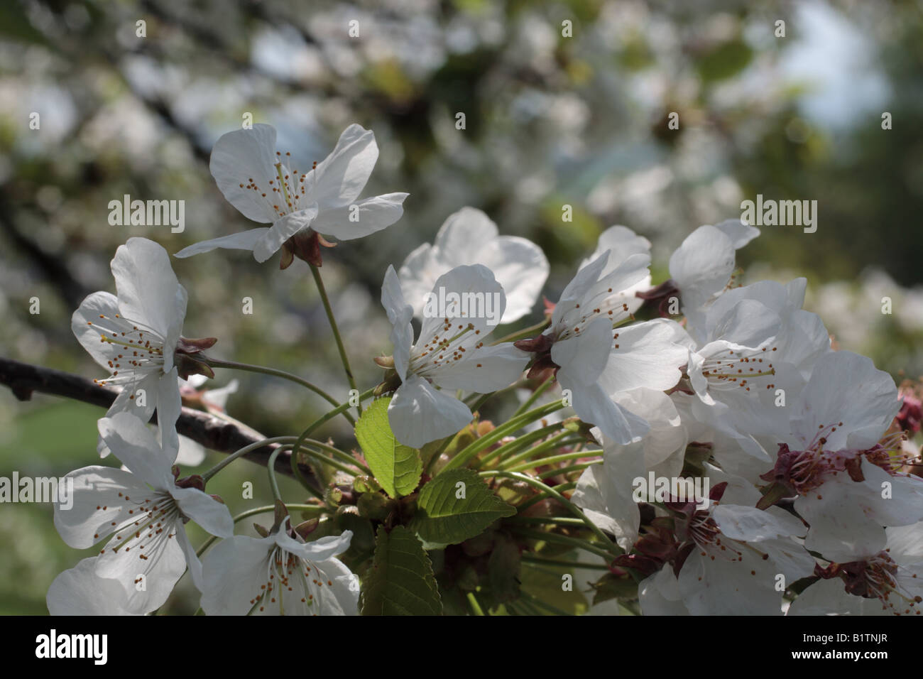 Gean cherry hi-res stock photography and images - Alamy