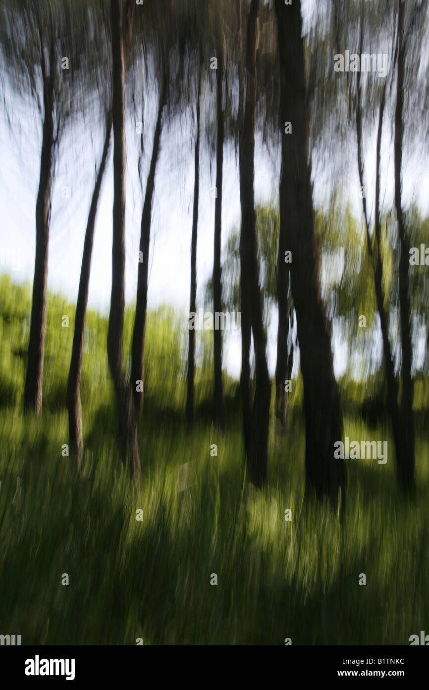 abstract pine forest trees in morning sun Stock Photo - Alamy