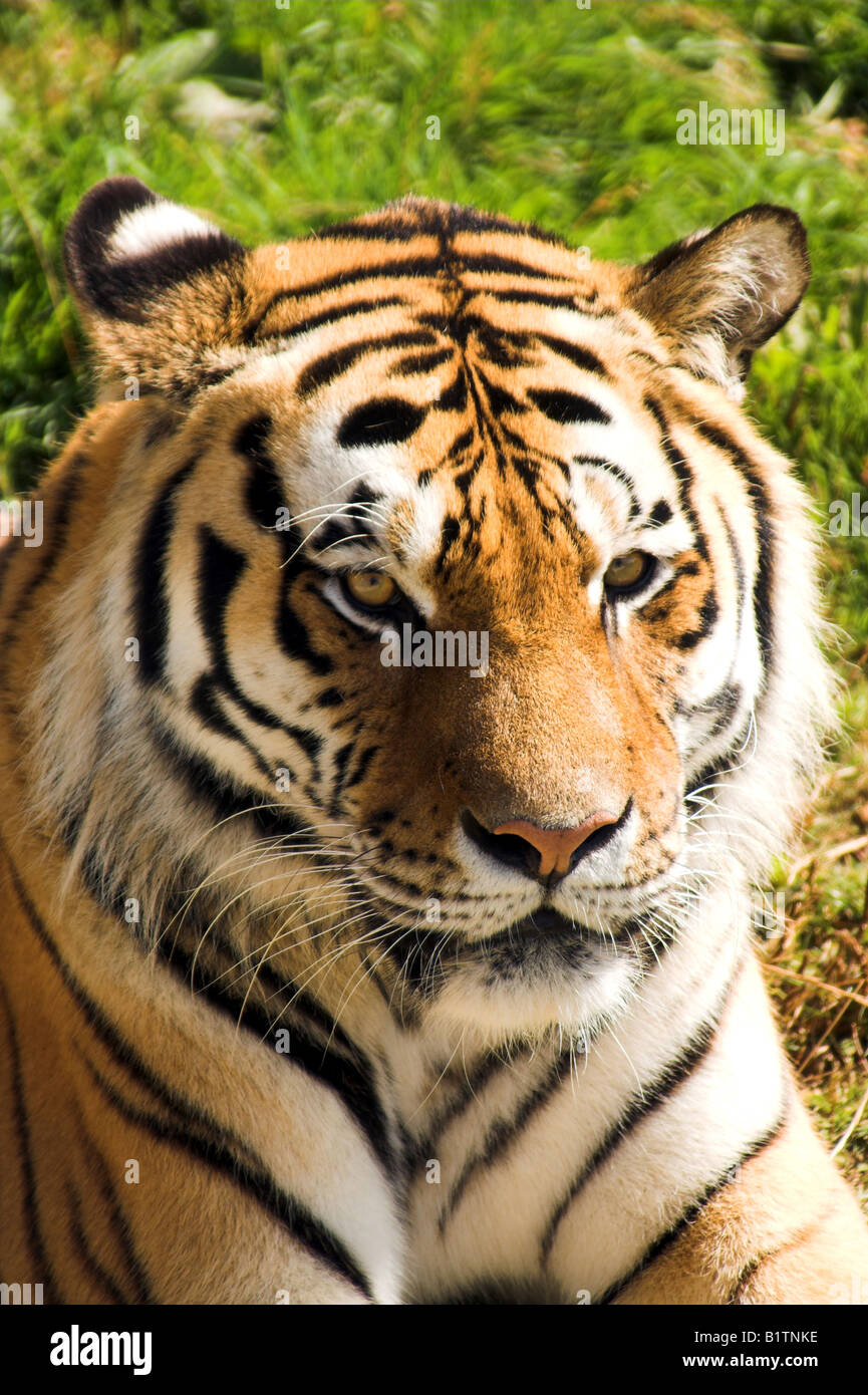 Tiger stipes hi-res stock photography and images - Alamy