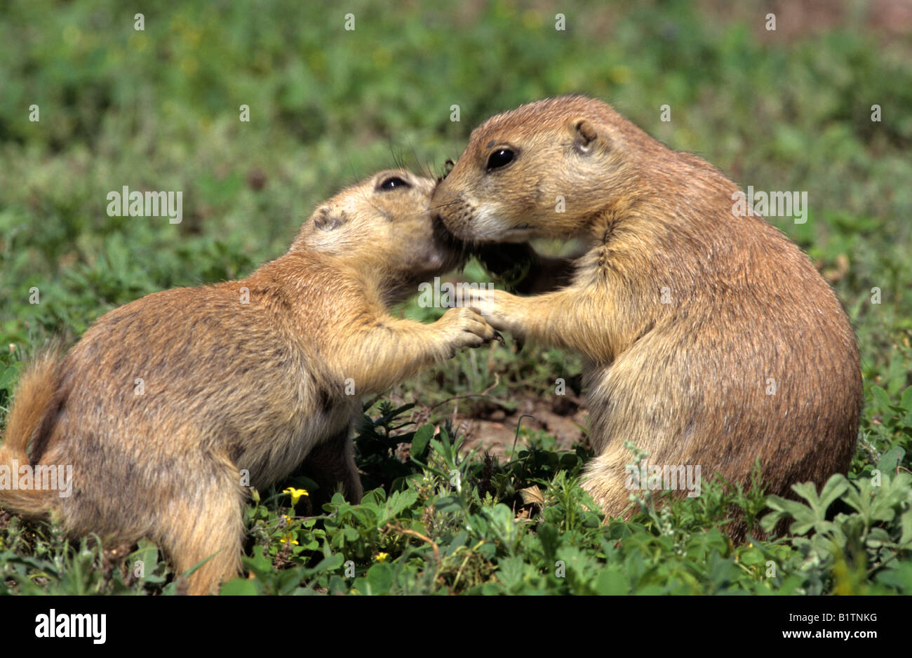 A pair of young Black-tailed prairie dogs cavorting Stock Photo - Alamy