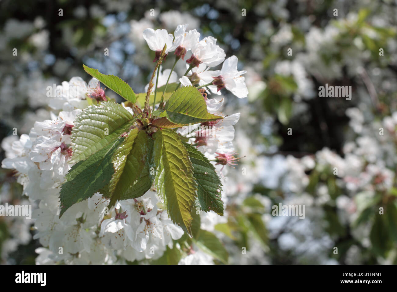 Gean leaves and blossom in Scotland Stock Photo - Alamy