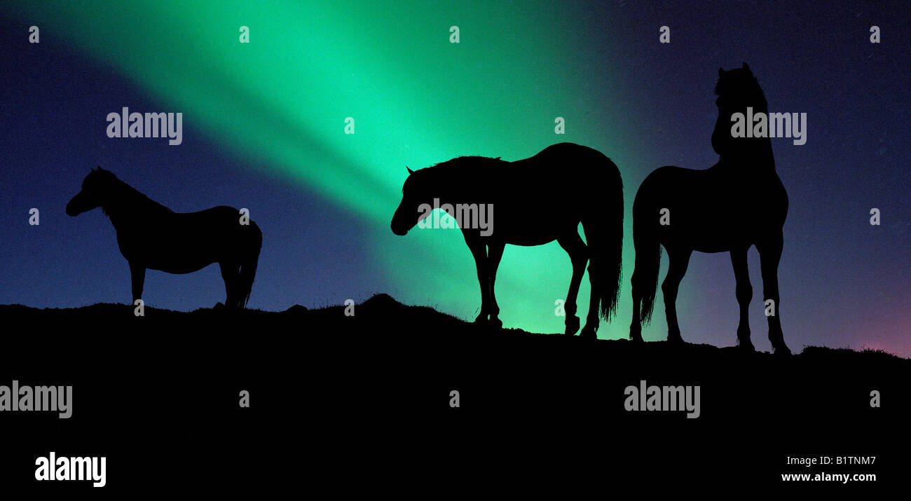 Horses profile hi-res stock photography and images - Alamy