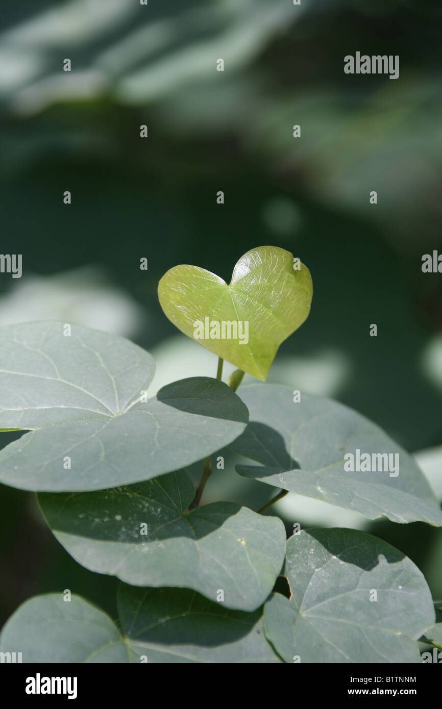 one green heart shape leaf in countryside Stock Photo - Alamy