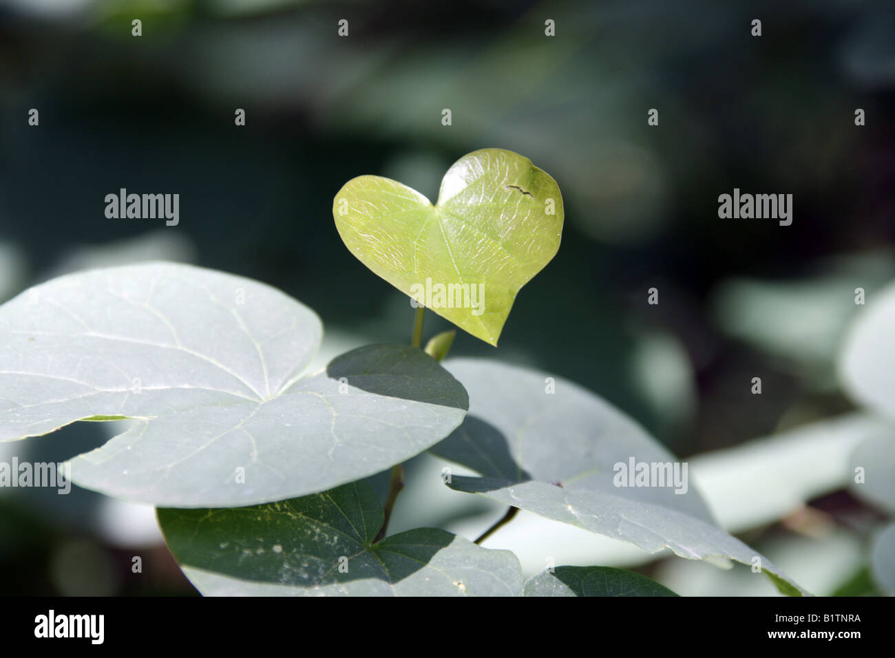 one green heart shape leaf in countryside Stock Photo - Alamy