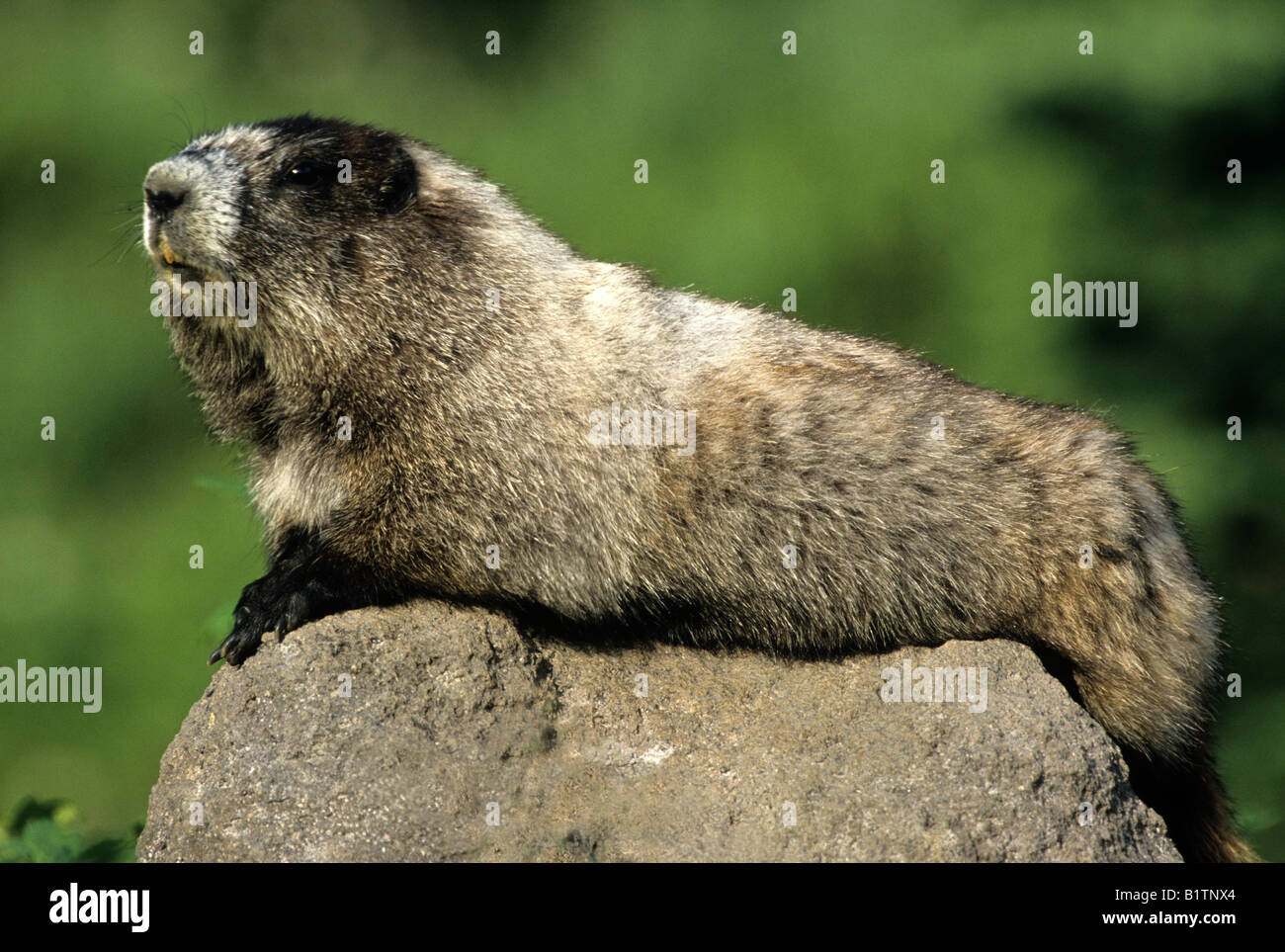 Hoary marmot lying on a large boulder looking out for danger Stock ...