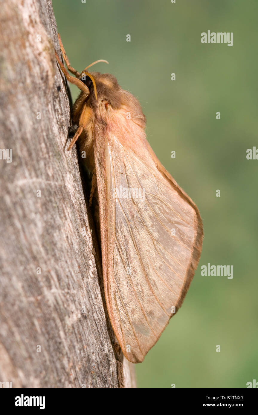Australian swift moth Stock Photo - Alamy
