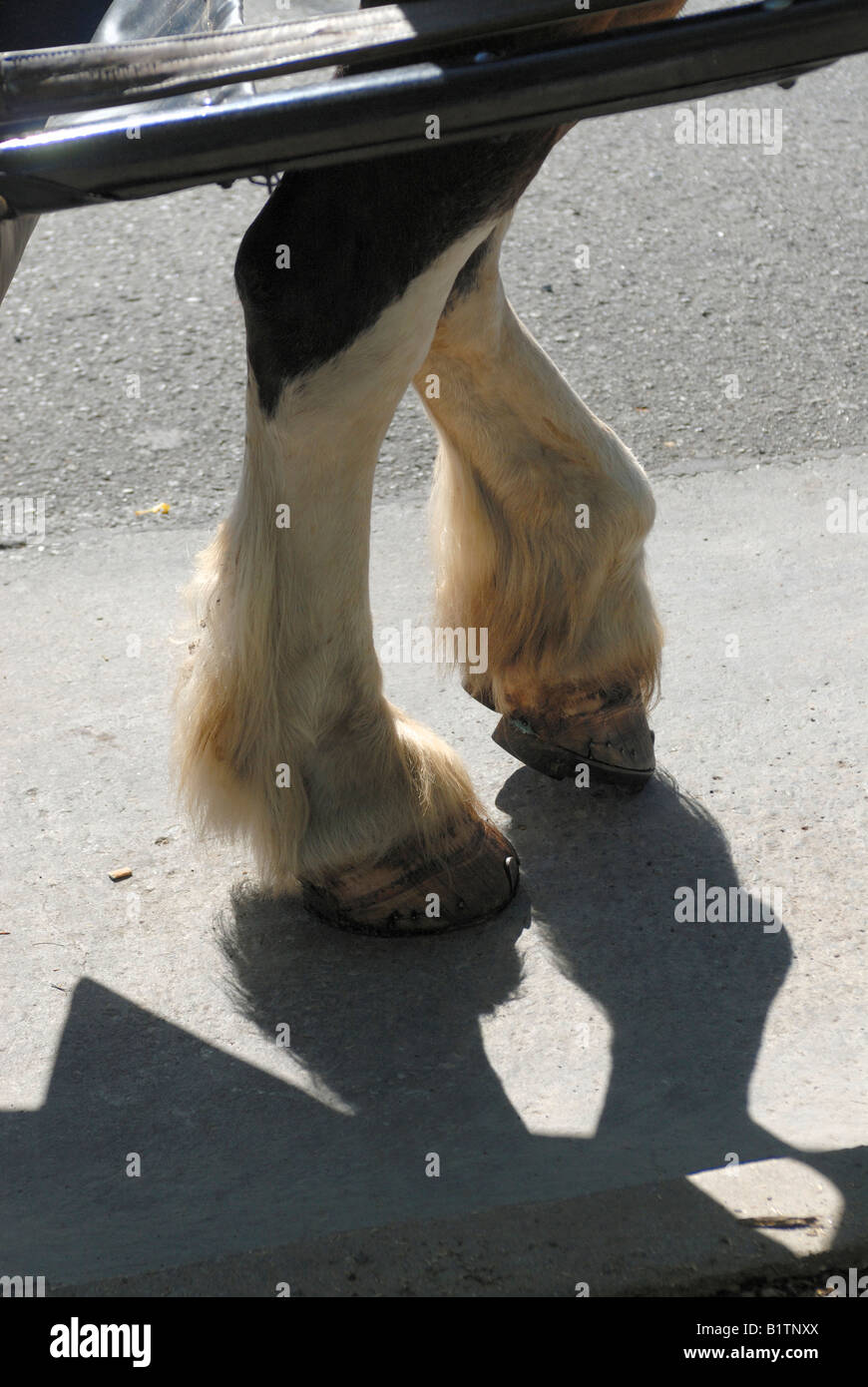 Close Up Of Horses Feet Stock Photos & Close Up Of Horses Feet Stock ...