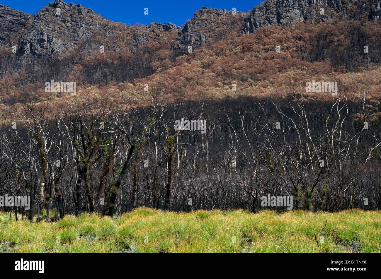 Aftermath of major Australian bushfire in Grampians National Park Stock ...