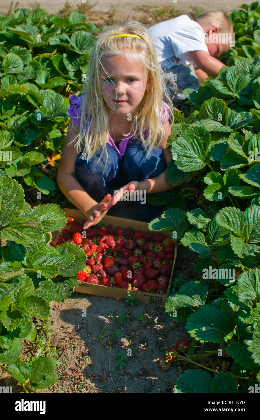 Children picking strawberries from an organic farm Stock Photo - Alamy