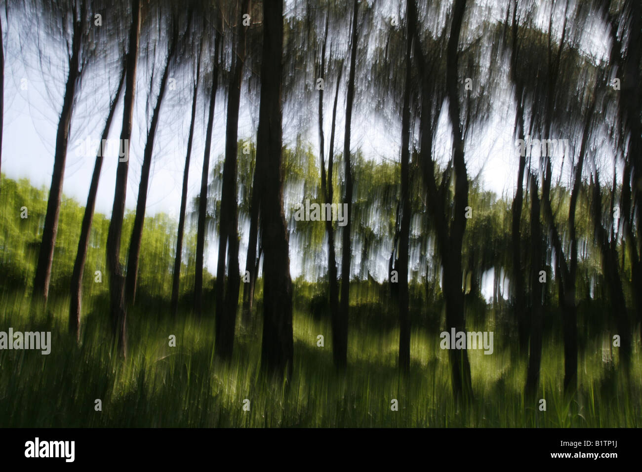 abstract pine forest trees in morning sun Stock Photo - Alamy