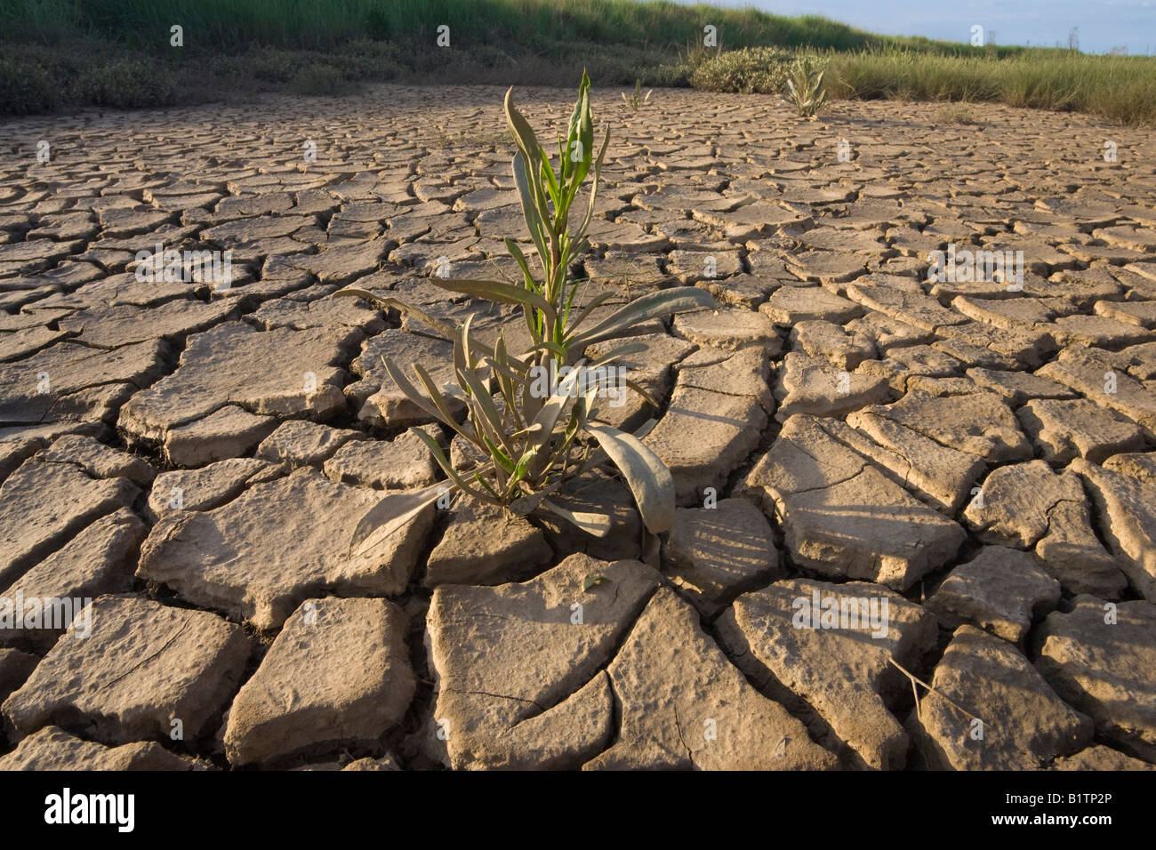 dried mud during drought Stock Photo - Alamy