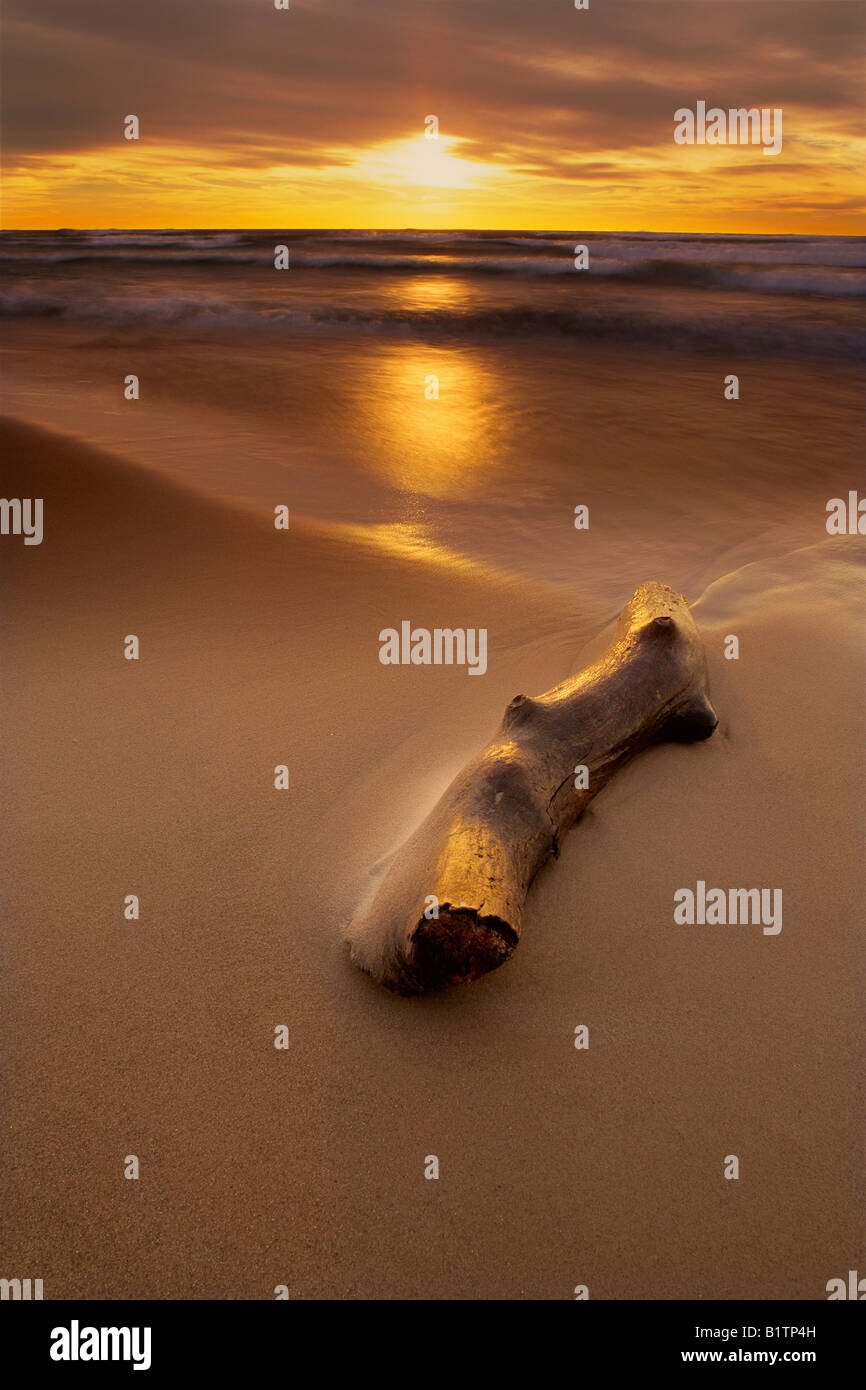 Log and Sunset at Lake Michigan Stock Photo - Alamy