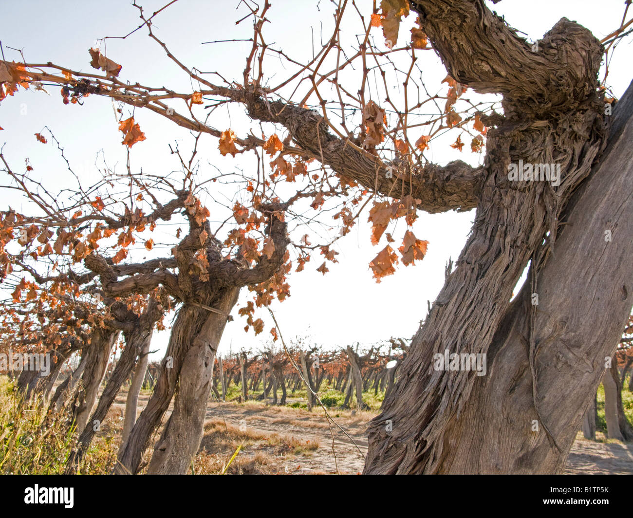 Grape vine pole hi-res stock photography and images - Alamy