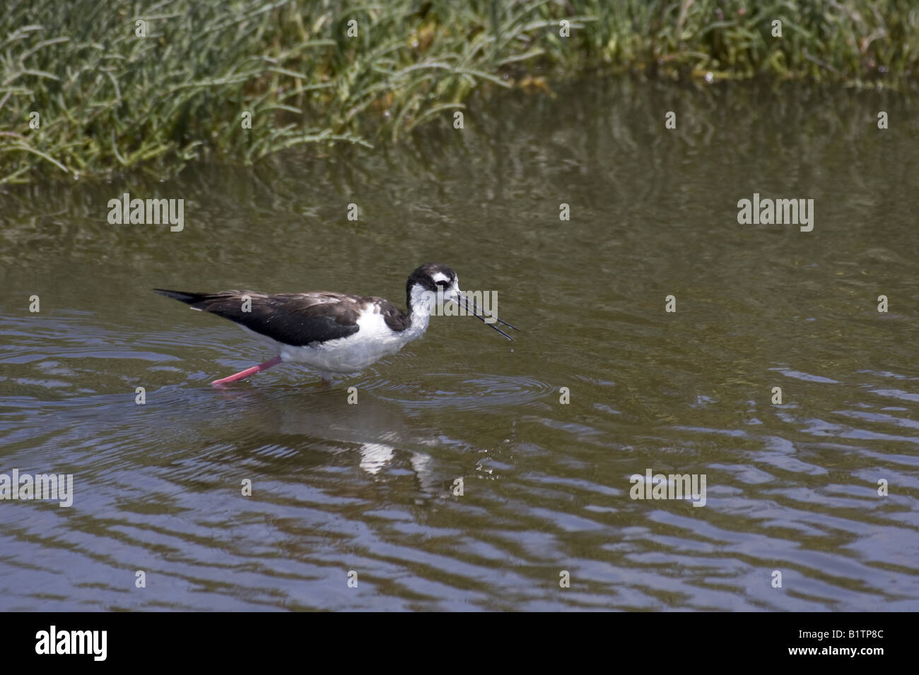 Black-necked Stilt hunting in pond Stock Photo - Alamy