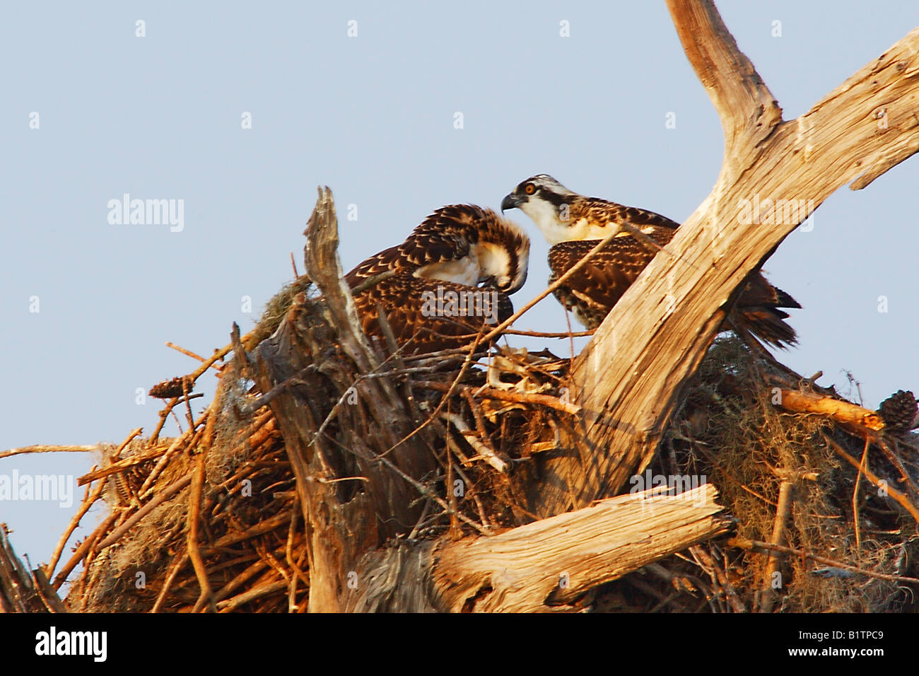 The evening sun casts an orange glow on two osprey chicks sitting on ...