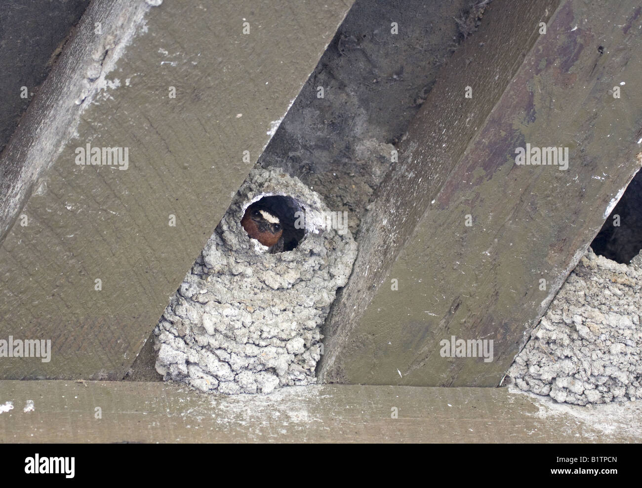 Barn Swallow in nest Stock Photo - Alamy