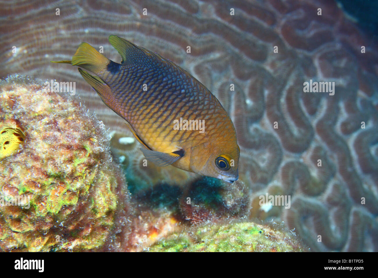 Chromis fish hi-res stock photography and images - Alamy