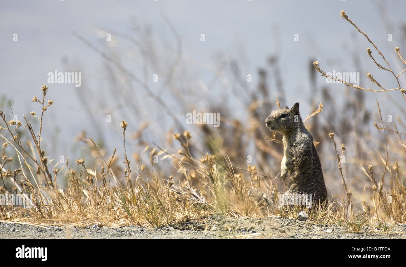 Western gray squirrel hi-res stock photography and images - Alamy