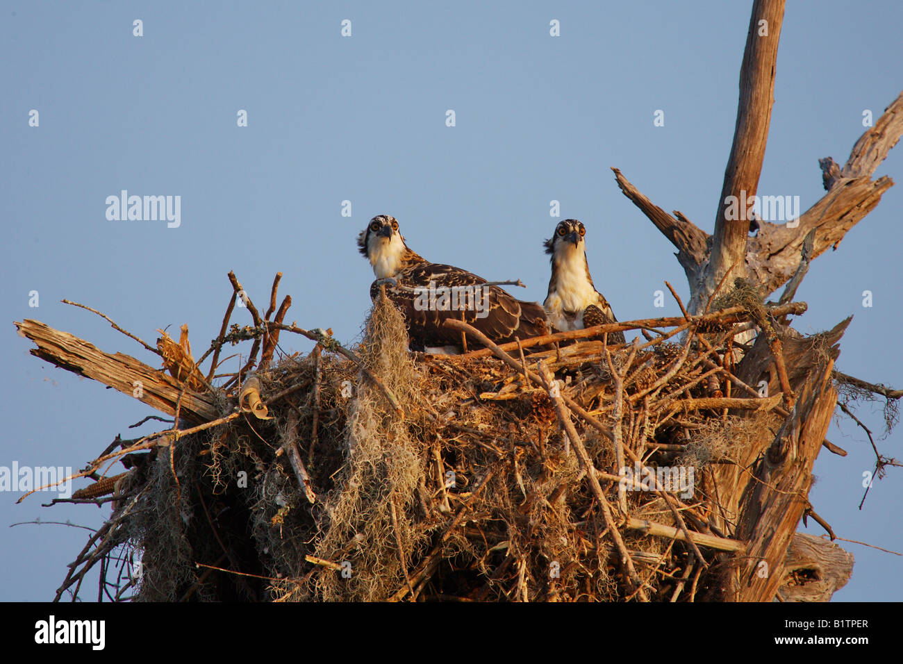 The evening sun casts an orange glow on two osprey chicks sitting on ...