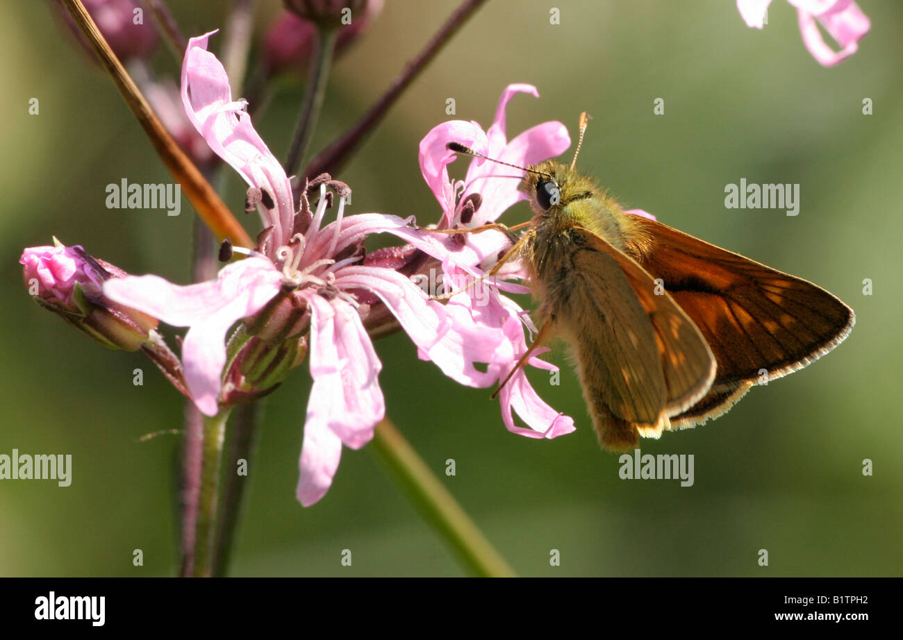 Lilic hi-res stock photography and images - Alamy