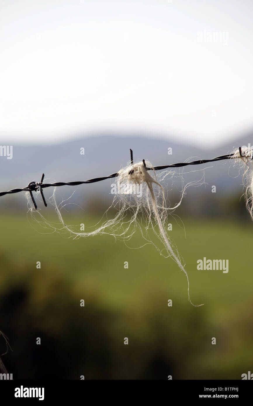 Sheep stuck in fence hi-res stock photography and images - Alamy