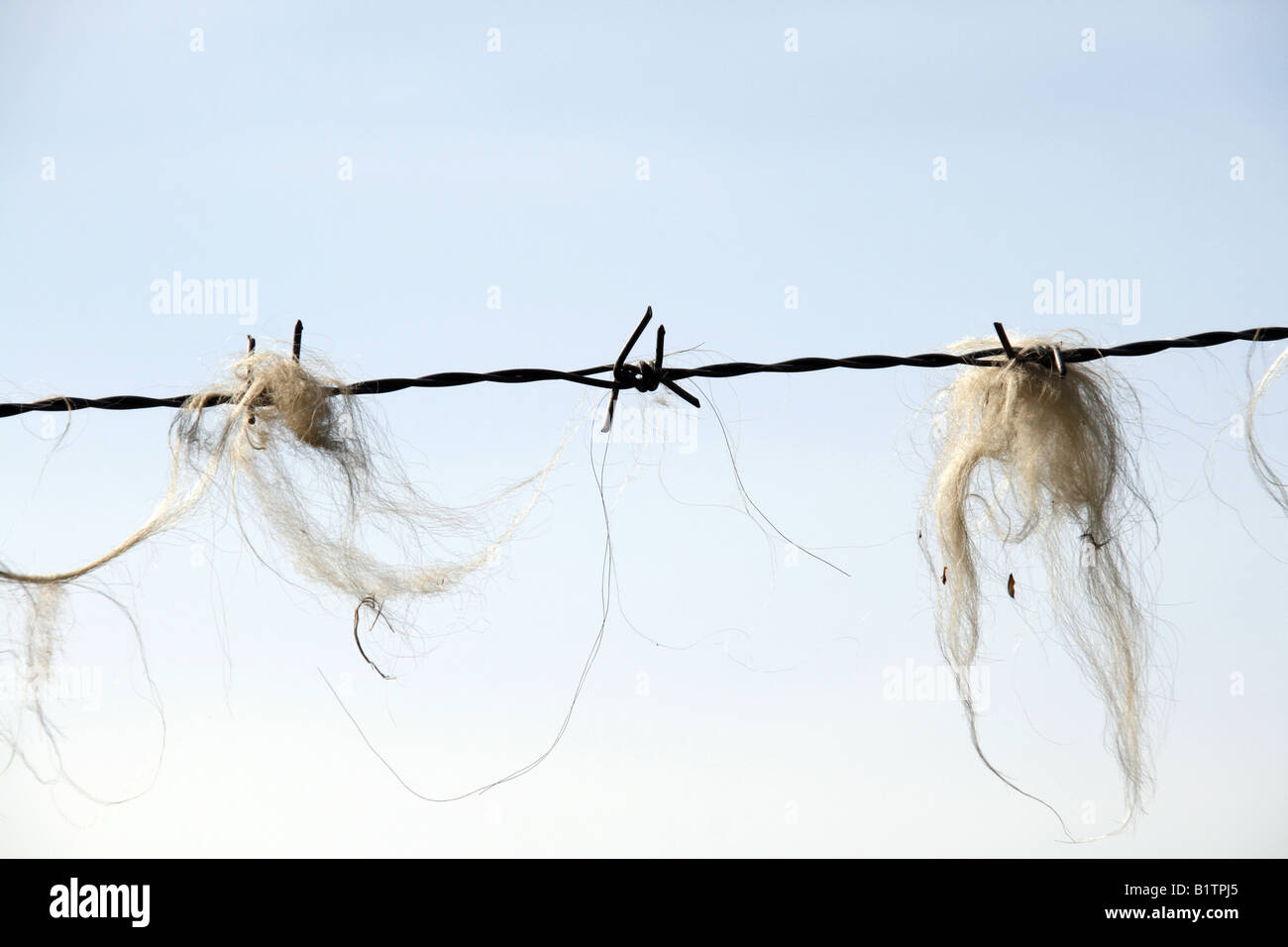 Sheep stuck in fence hi-res stock photography and images - Alamy