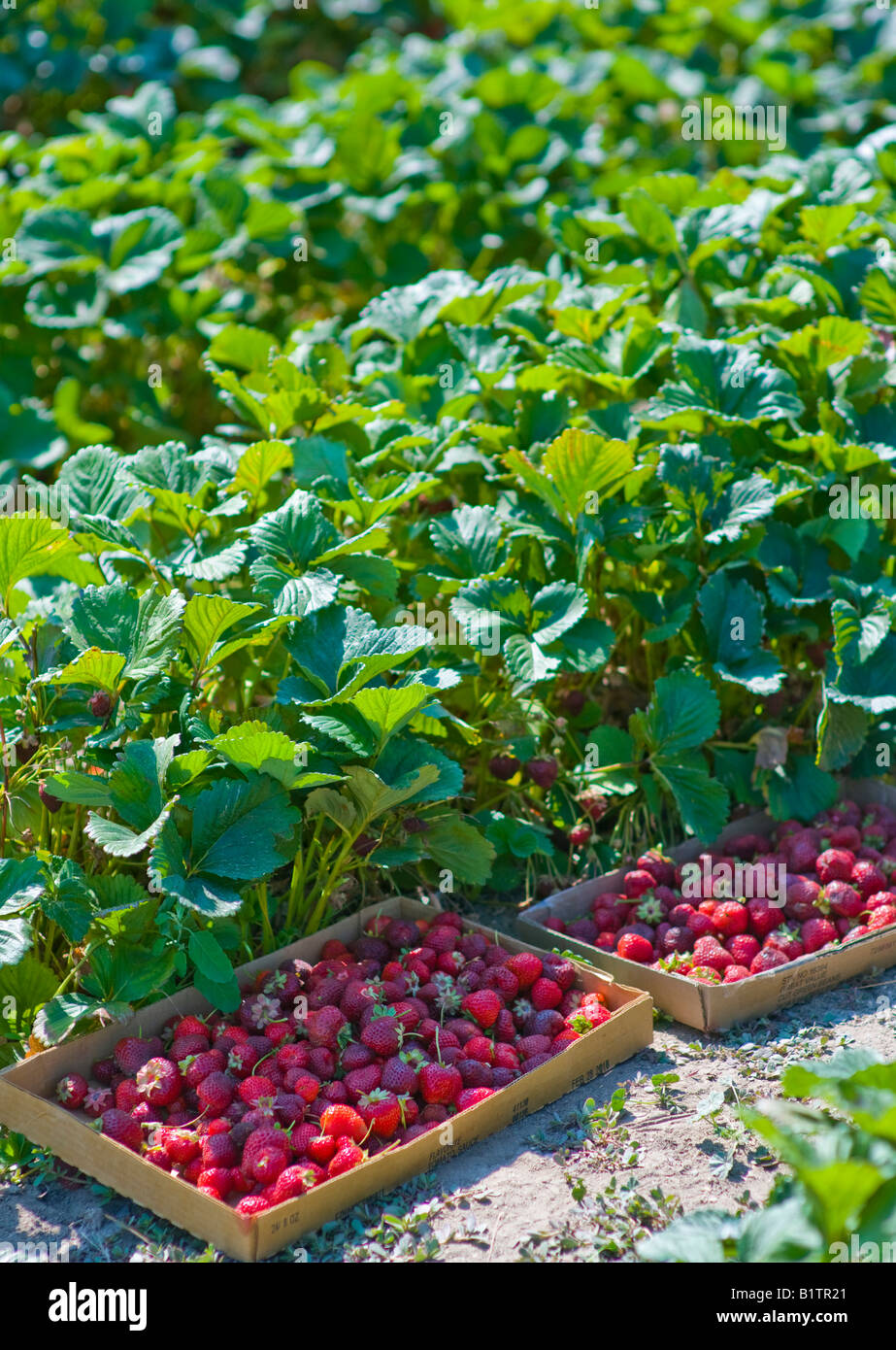 Strawberry flats hi-res stock photography and images - Alamy