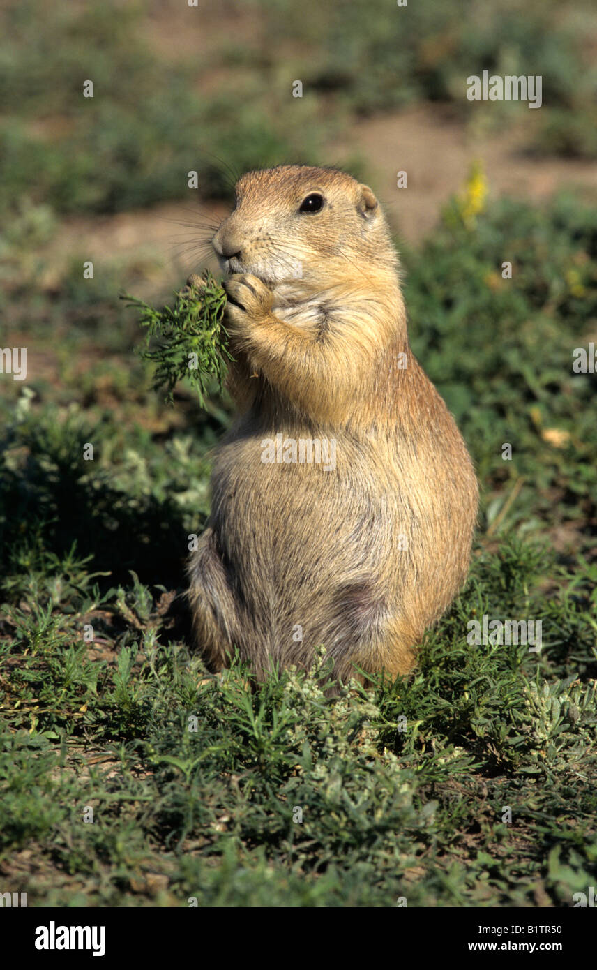 A Black-tailed prairie dog feeding near its den Stock Photo - Alamy